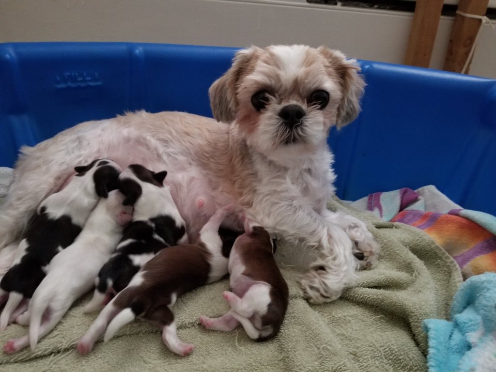 New Puppies, and our Tzu Crew - P&J SHIH TZUS CT