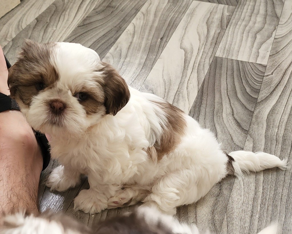 Puppies looking for Furrever Families! - P&J SHIH TZUS CT