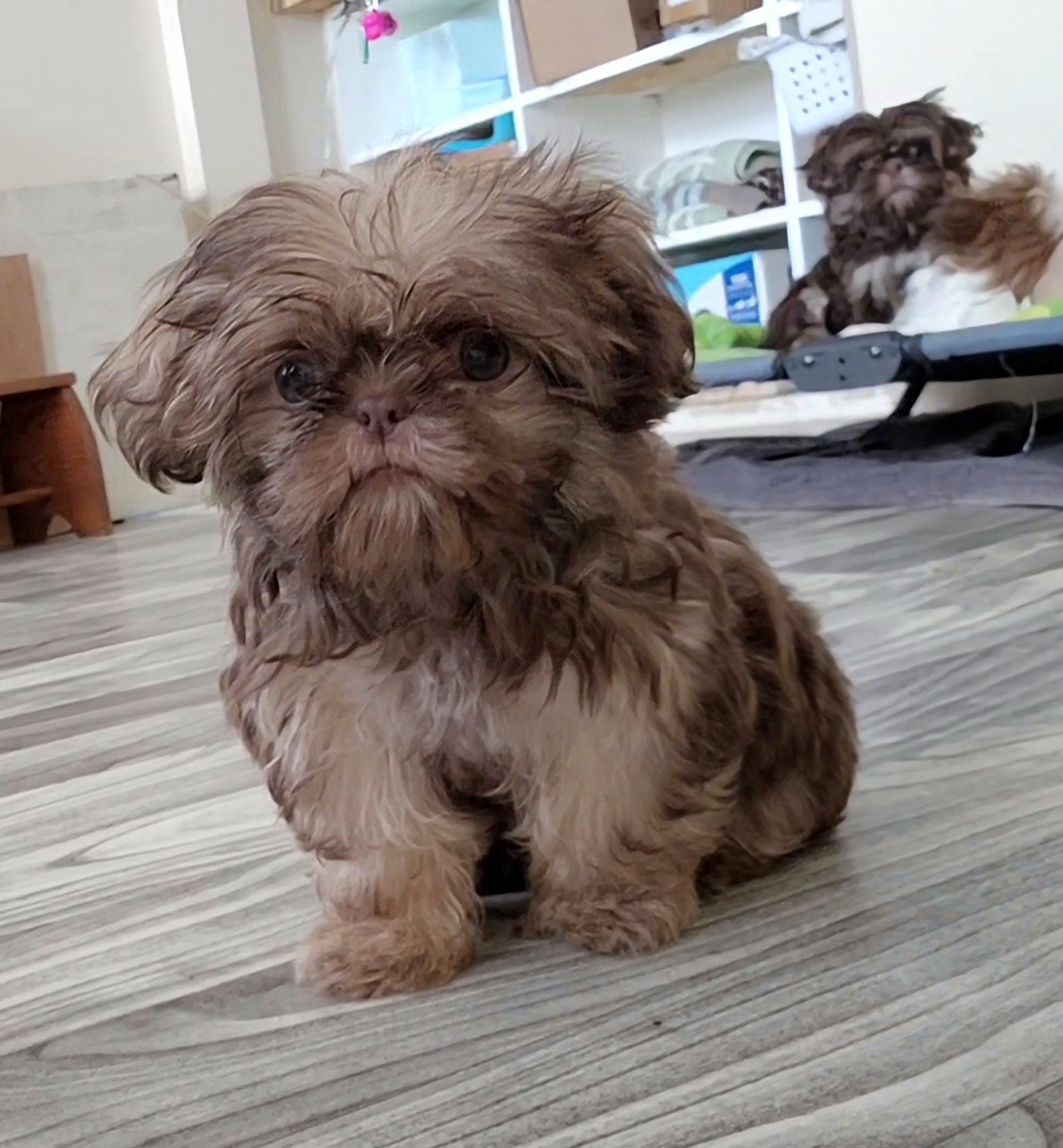 12 WEEKS OLD PUPPIES! - P&J SHIH TZUS CT