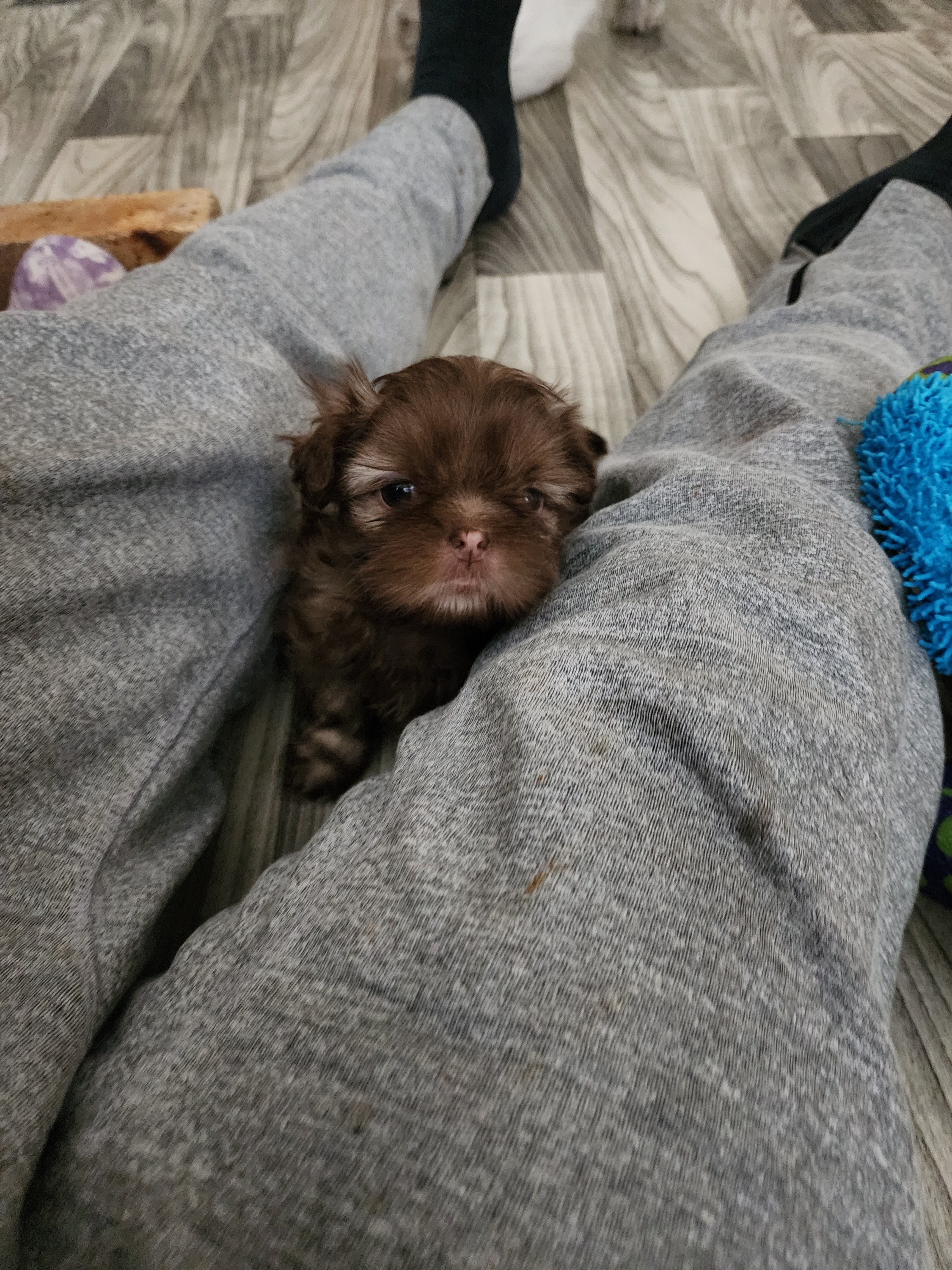 Available Puppies - P&J SHIH TZUS CT