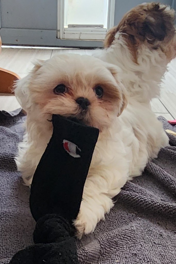 Evelyn is looking for her new furever home! - P&J SHIH TZUS CT