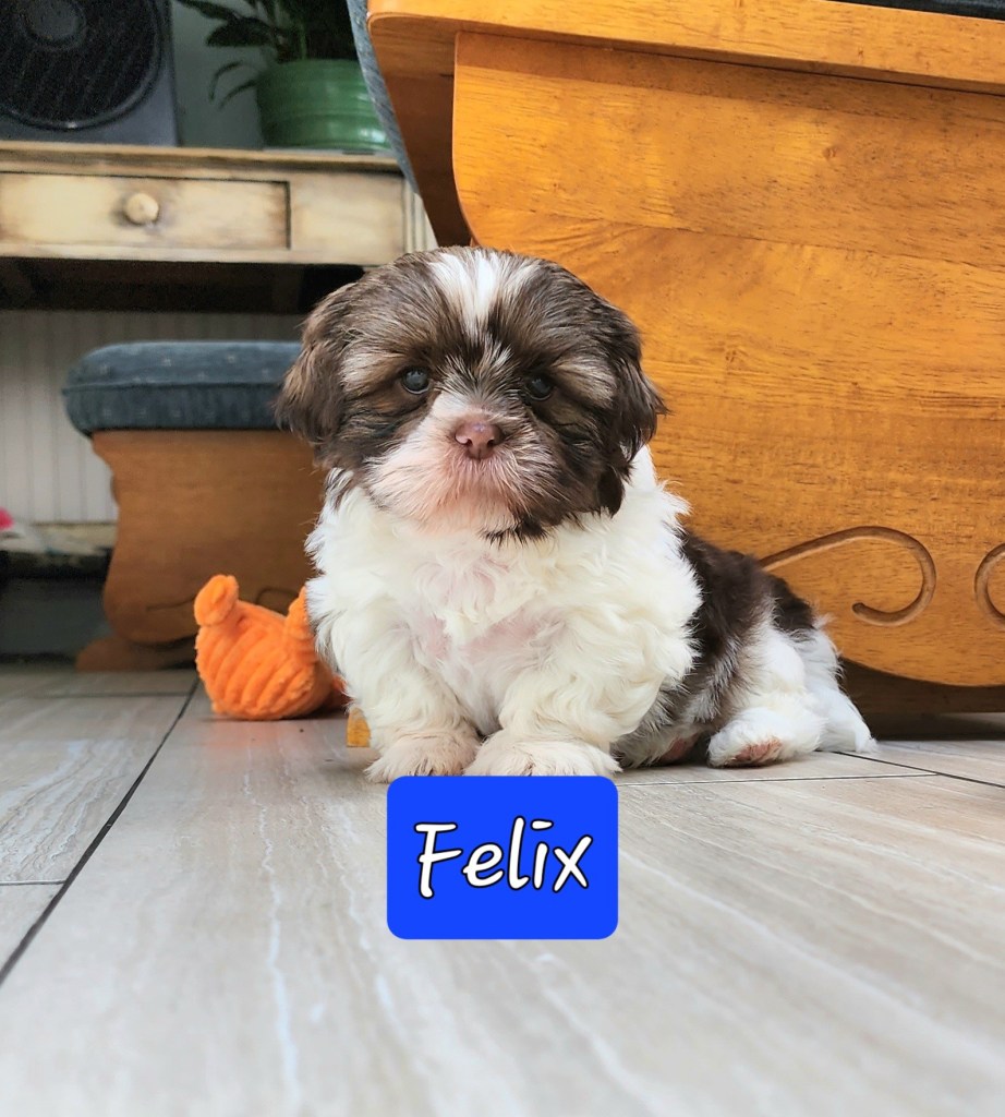 Puppies! Fiona's Pups are 8 weeks old. - P&J SHIH TZUS CT