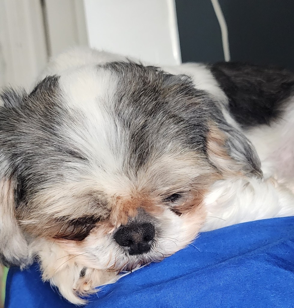Bella is resting, getting ready for some new babies in a few weeks! - P ...