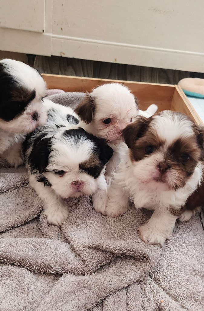 Bellas pups, 3 boys 1 girl 4 weeks old! - P&J SHIH TZUS CT