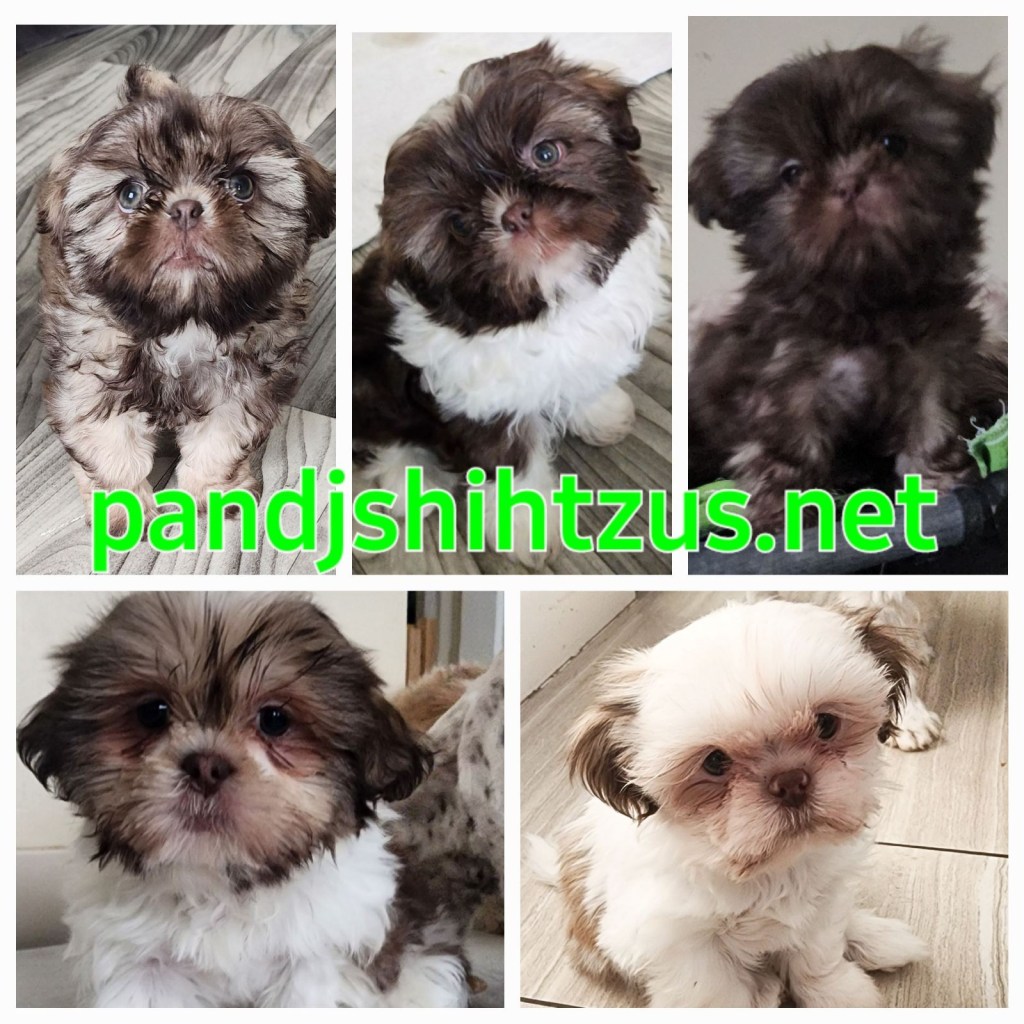 Shihtzu Puppies Playing 11 weeks Old - P&J SHIH TZUS CT