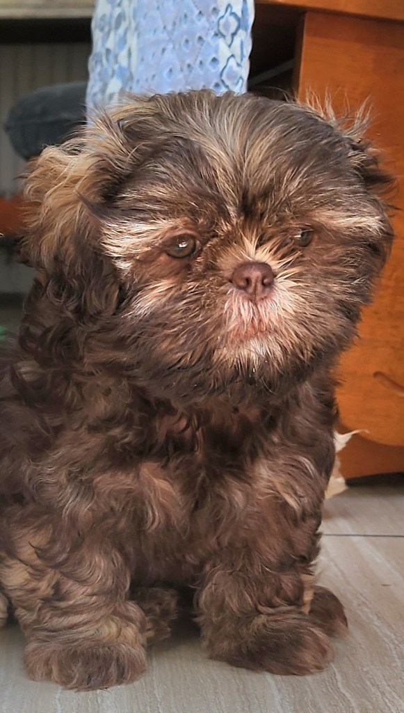 Lucy is looking for her new forever home. - P&J SHIH TZUS CT