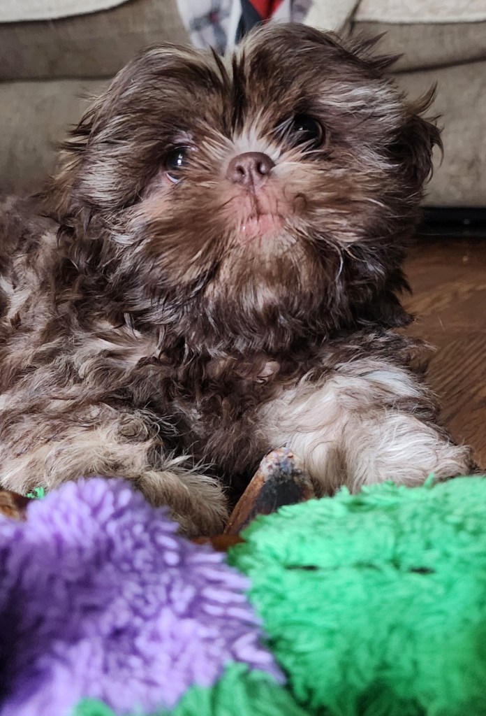 Lucy is looking for her new forever home. She is ready to leave! - P&J ...