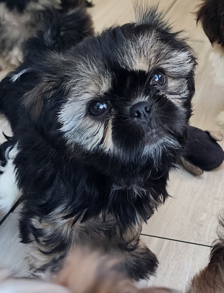 Quinn is looking for her new forever home! - P&J SHIH TZUS CT
