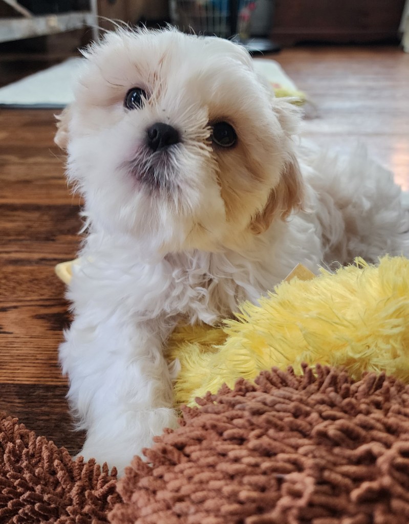 Reese is looking for his new forever home! - P&J SHIH TZUS CT